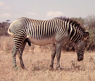 Zebras und Zebroiden