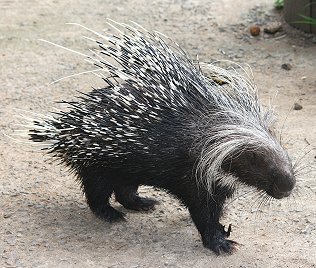 Stachelschwein