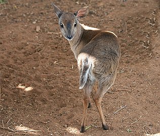 neotragus - JungleKey.fr Image